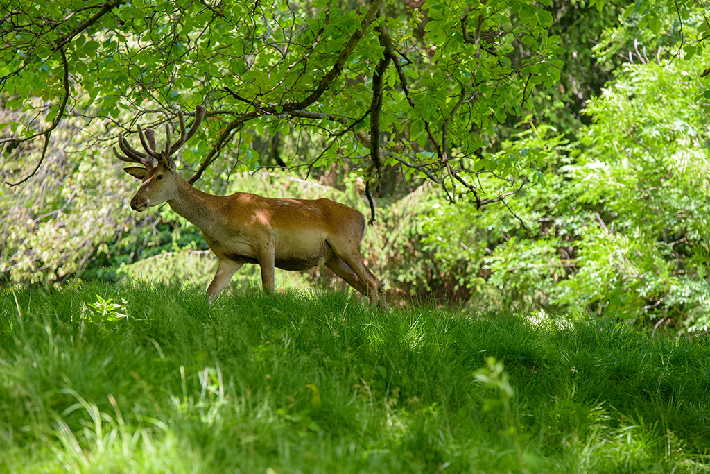 Hirschgehege - Wellnesshotel Panorama in Schenna bei Meran, Südtirol